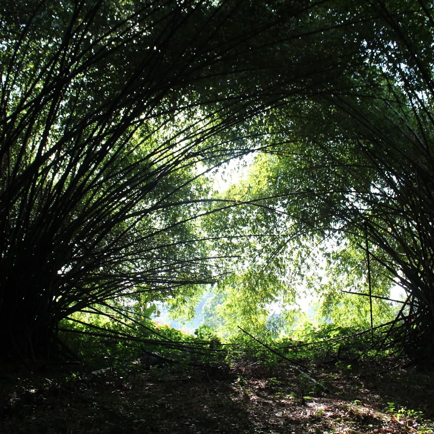 Trois heures de marche et d'air frais dans la forêt du Banco - Le Blog ...